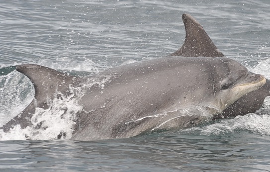 #524 (Bite) - Bottlenose Dolphin - Photo-ID Catalogues - CRRU