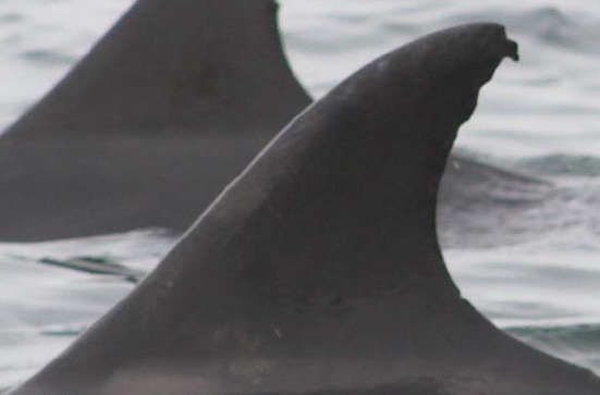 #024 (Ghost (Broxy) (Limp)) - Bottlenose Dolphin - Photo-ID Catalogues ...