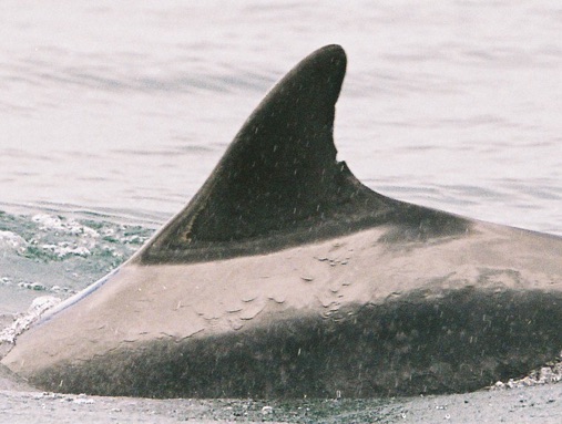 #374 (Pincer) - Bottlenose Dolphin - Photo-ID Catalogues - CRRU