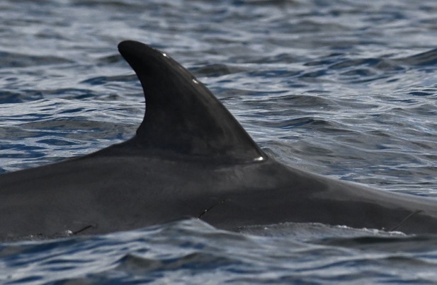 #066 (Barb) - Minke Whale - Photo-ID Catalogues - CRRU