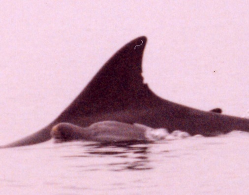 #046 (Double U (Flipper)) - Bottlenose Dolphin - Photo-ID Catalogues - CRRU