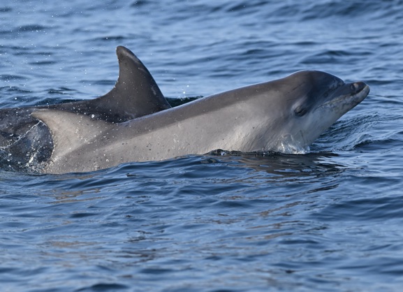 #733 - Bottlenose Dolphin - Photo-ID Catalogues - CRRU