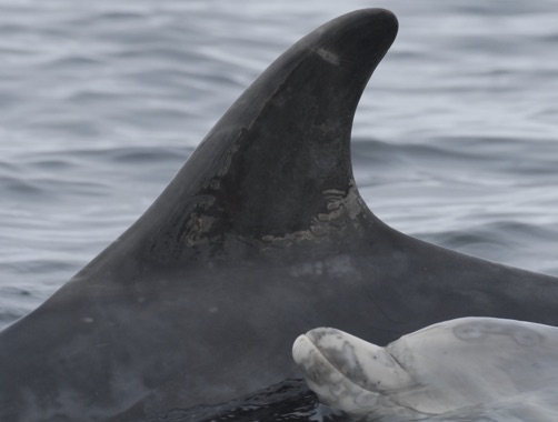 #087 (Milky Way (Goose)) - Bottlenose Dolphin - Photo-ID Catalogues - CRRU