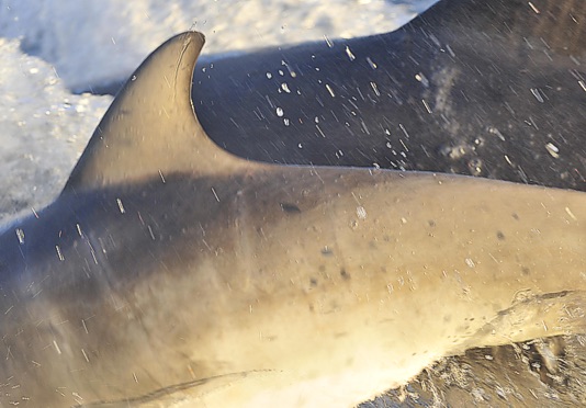 #536 (Hink Doggie Dog) - Bottlenose Dolphin - Photo-ID Catalogues - CRRU