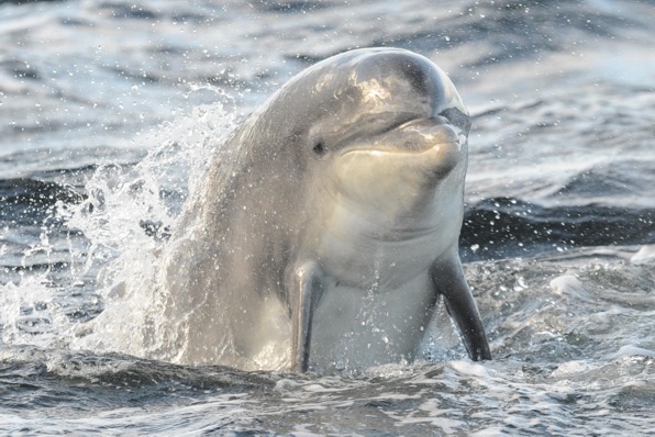 #601 (Turtle) - Bottlenose Dolphin - Photo-ID Catalogues - CRRU