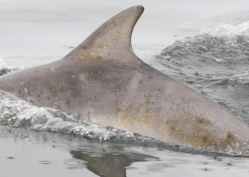 #577 (Pudding) - Bottlenose Dolphin - Photo-ID Catalogues - CRRU