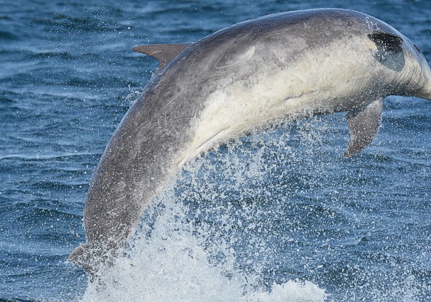 #329 (Puff) - Bottlenose Dolphin - Photo-ID Catalogues - CRRU