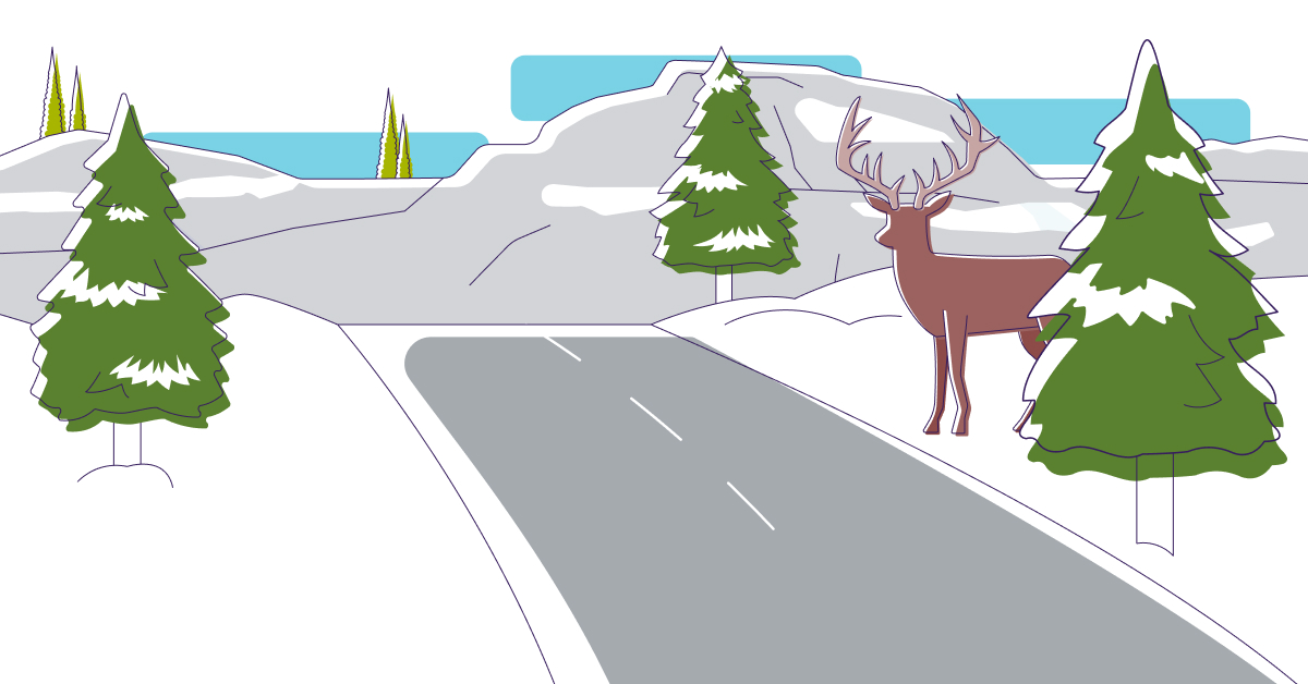 Deer Collision: What to Do After Hitting a Deer | Dairyland