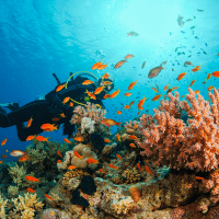 TOP 5 - Les Meilleurs Spots de Plongée de Saint Martin