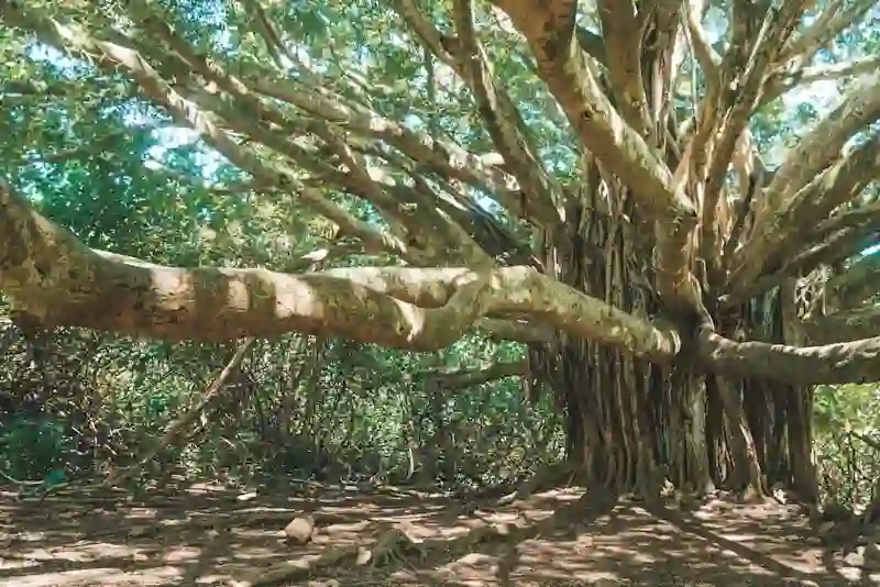 Why You Need Bright Arboretum for Contentful Sitemap Management | Bright IT