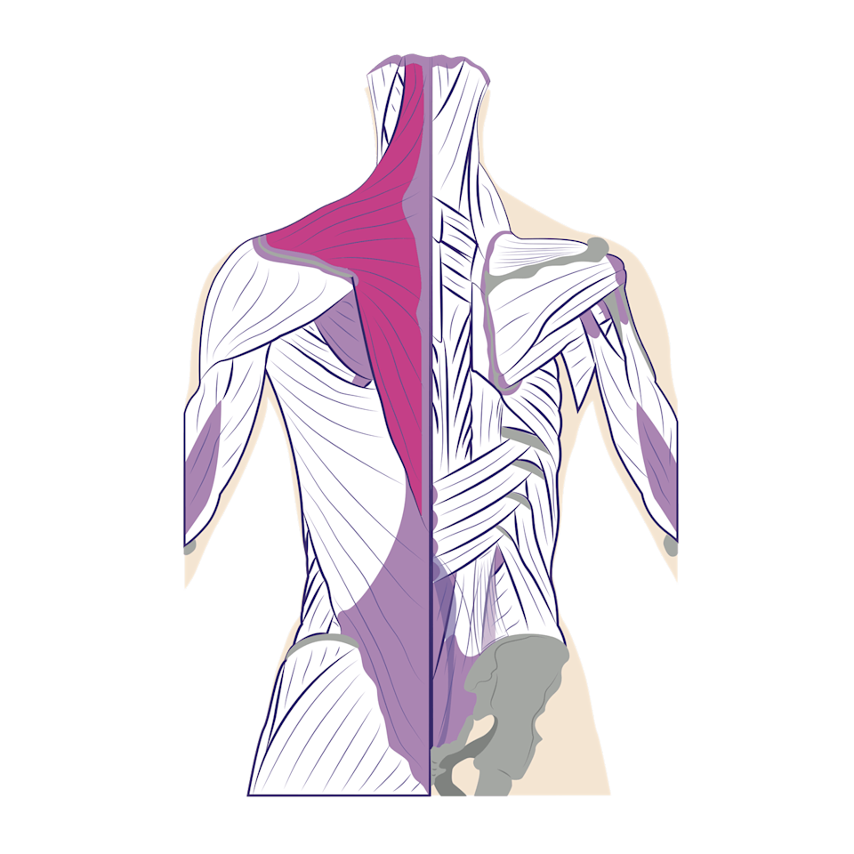Back Muscles: Anatomy of Upper, Middle & Lower Back Pain in Diagrams ...