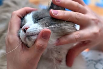 Ketoconazole For Cats: Effective Fungal Treatment Explored | CareCard