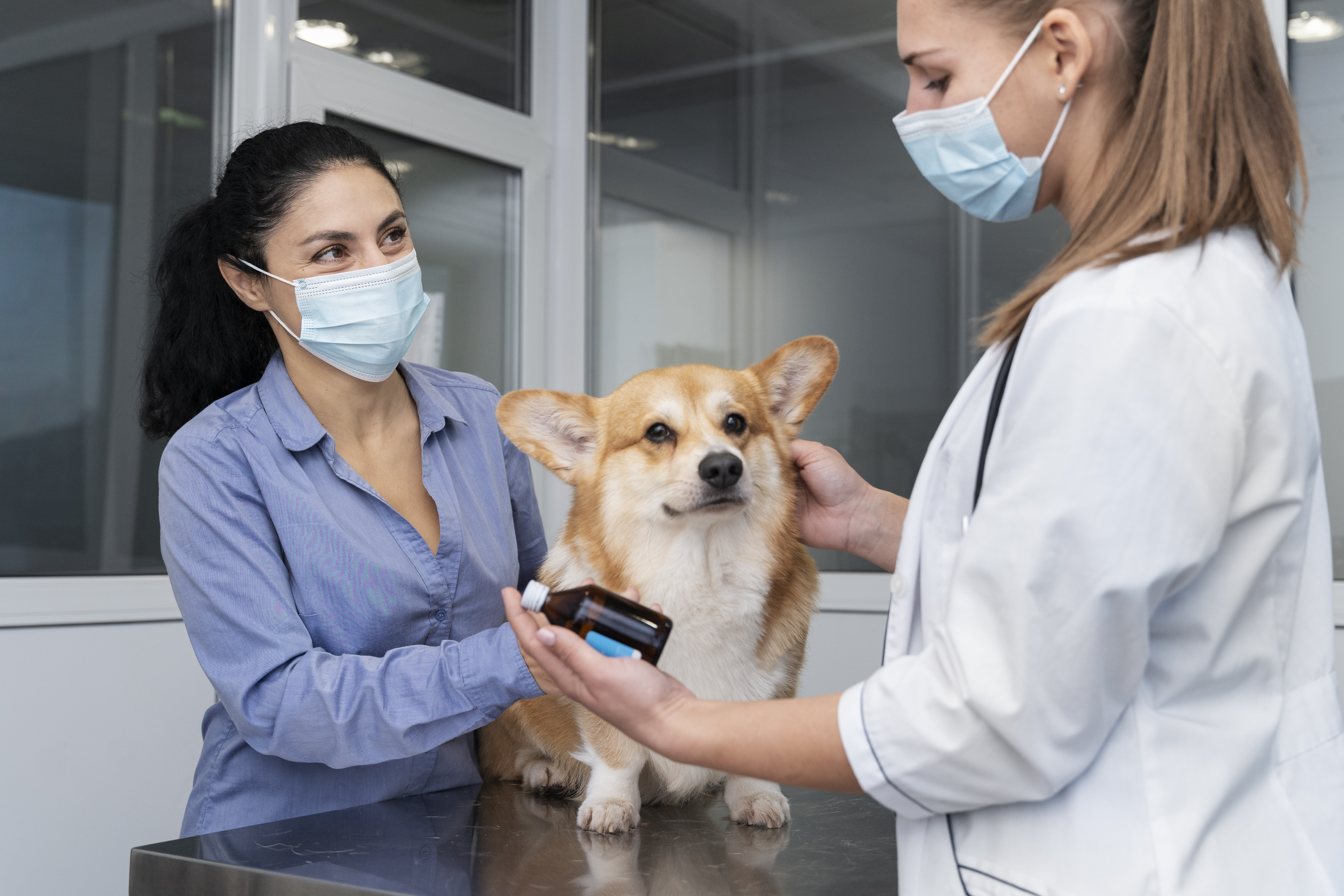 Determining the Correct Ivermectin Dosage for Dogs | CareCard