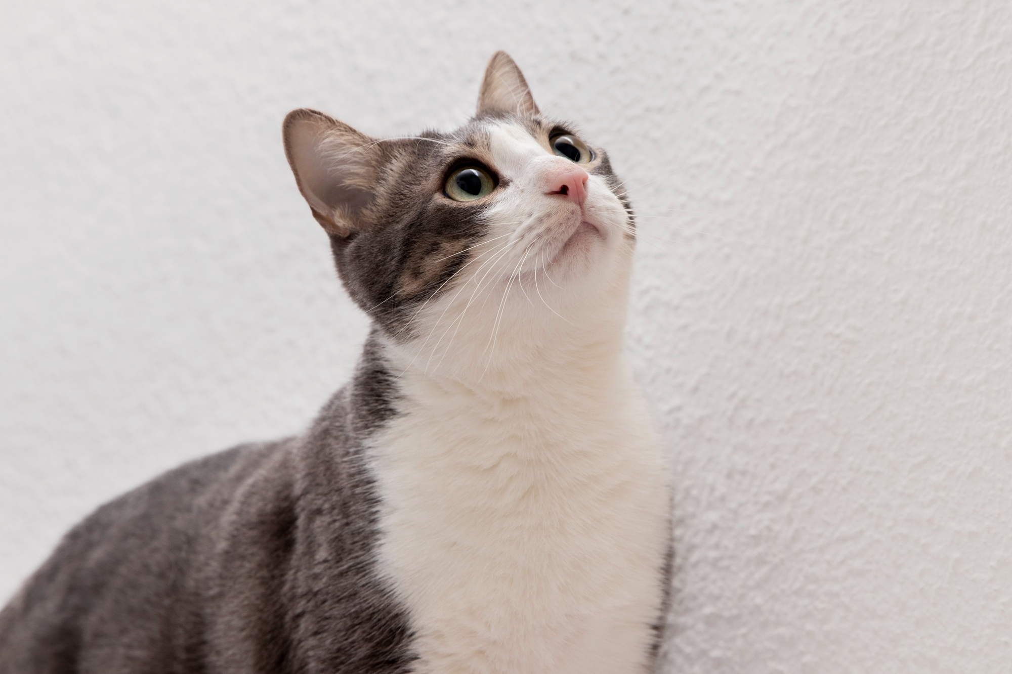 Vitamin B1 (Thiamine) Deficiency in Cats: Causes, Symptoms, and ...