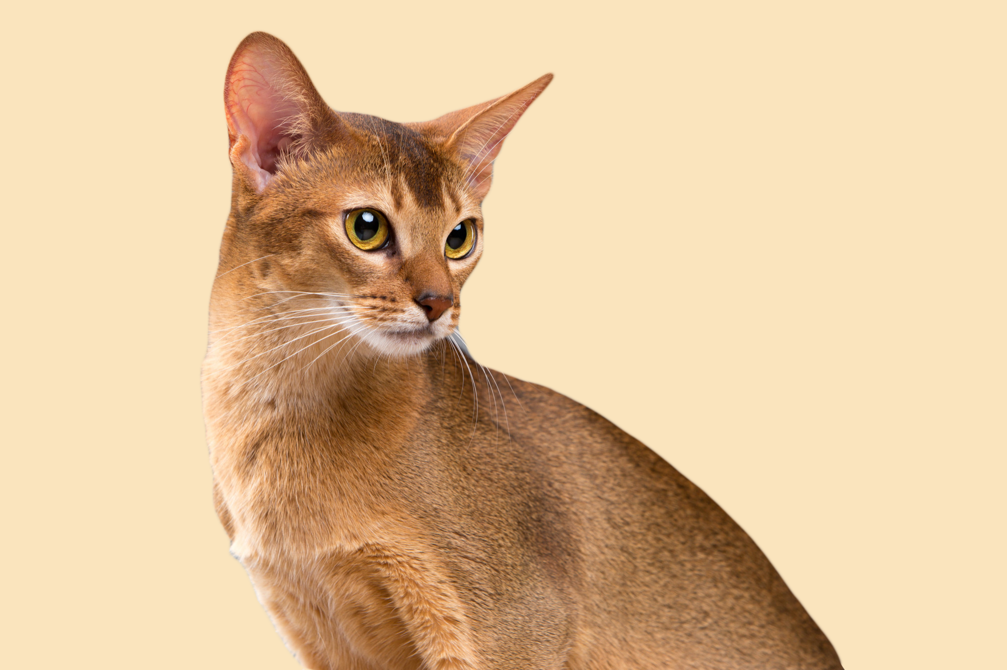 Metronidazole For Cats: A Guide to Treatment and Cost Savings | CareCard