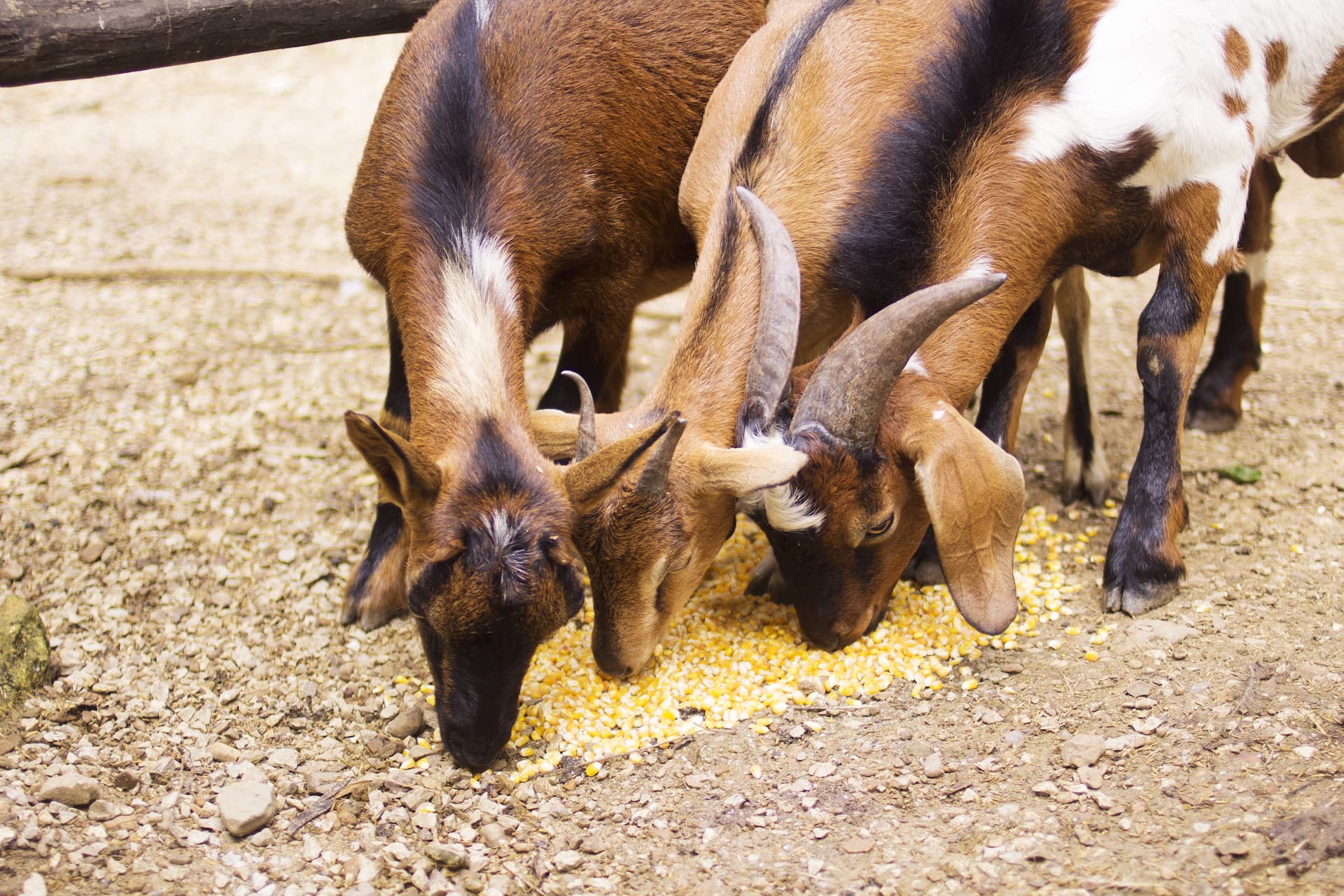 Eating Our Own Goat Food: How We Use Cribl at Cribl - Cribl