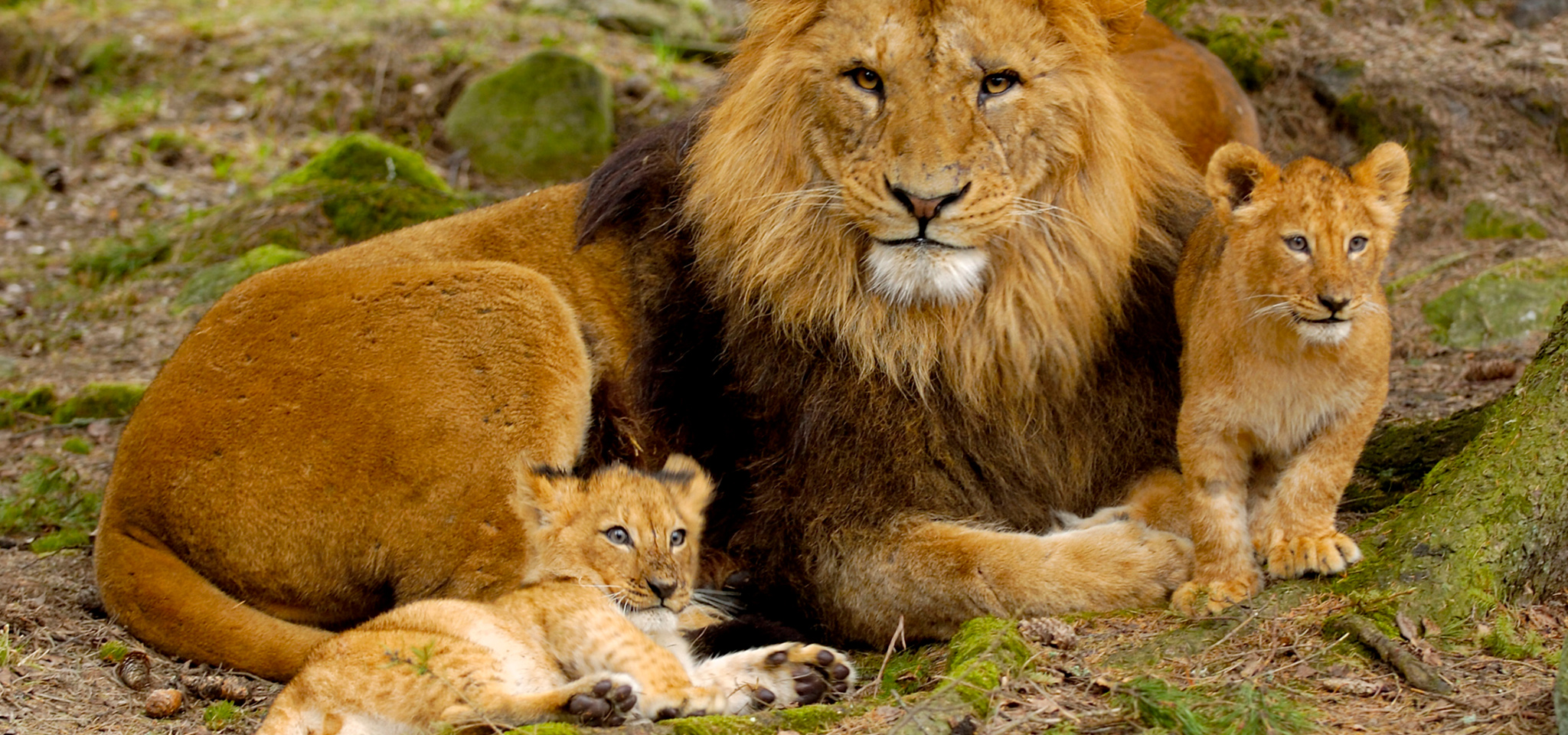 Exklusiv guidning Lejon