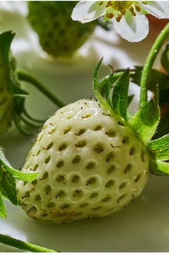 White Strawberry Benefits For Hair | Herbal Essences Arabia