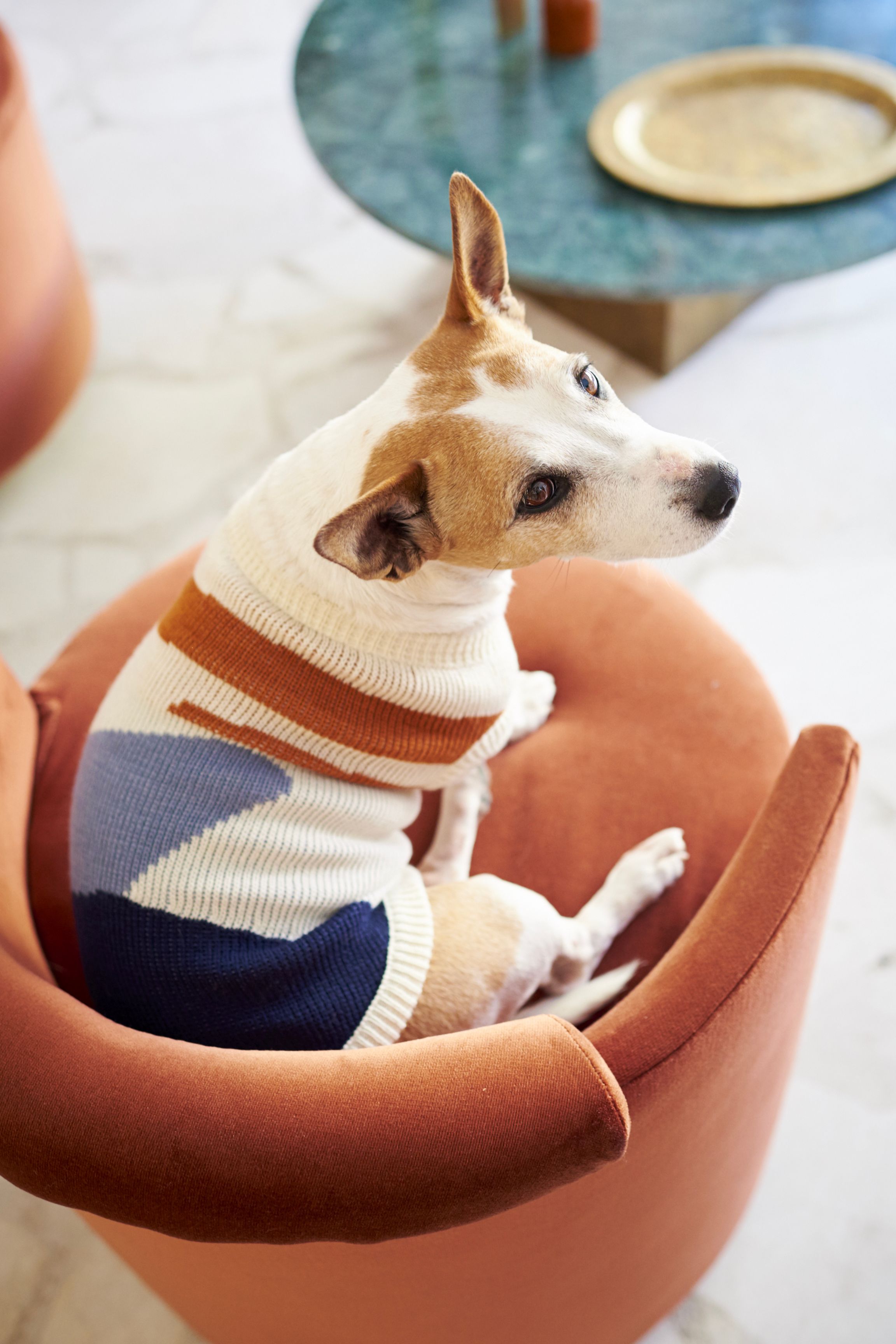 Pets | The Local Edit