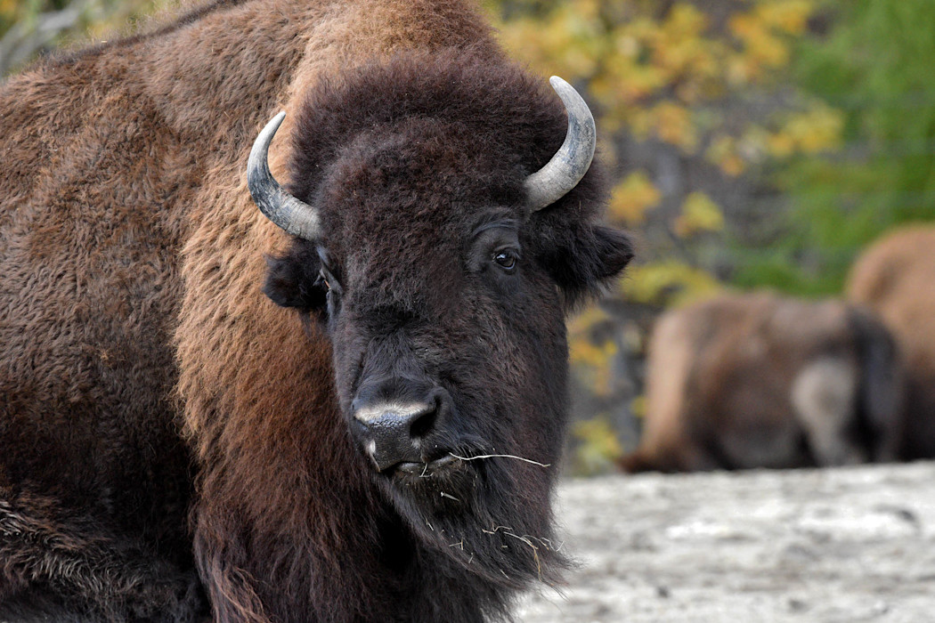American Bison | Animals at Brookfield Zoo Chicago