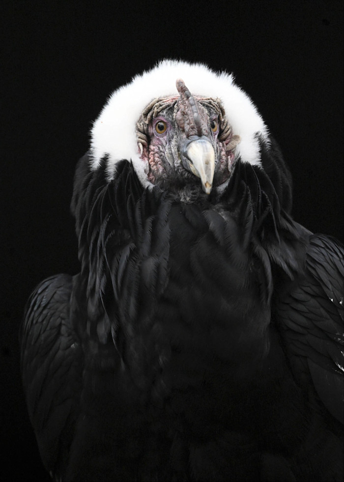 Andean Condor | Animals at Brookfield Zoo Chicago