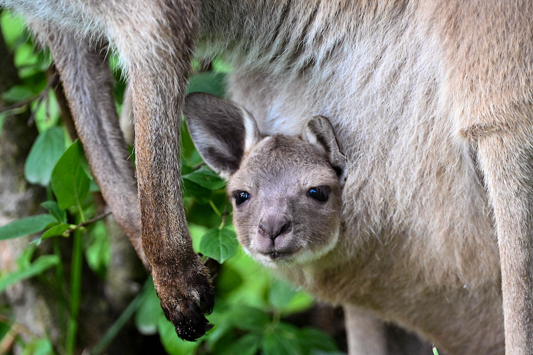 Western Gray Kangaroo | Animals at Brookfield Zoo Chicago