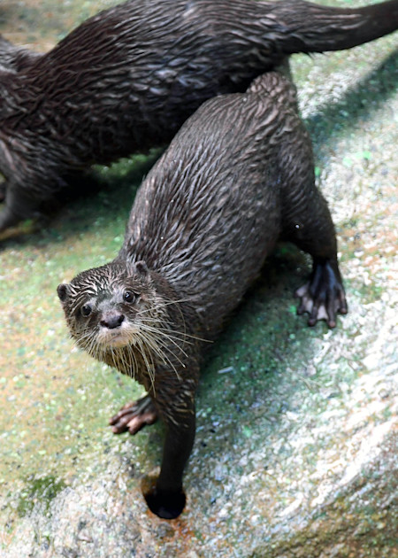 Asian Small-Clawed Otter | Animals at Brookfield Zoo Chicago