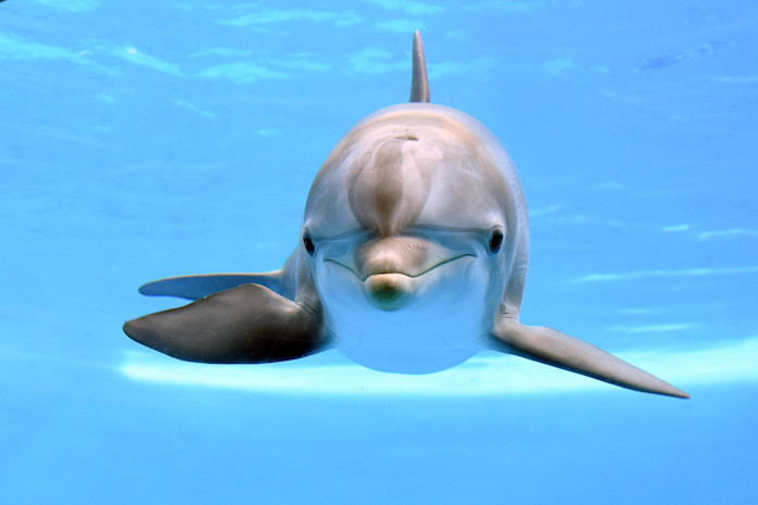 Dolphin Discovery | Things to do at Brookfield Zoo Chicago