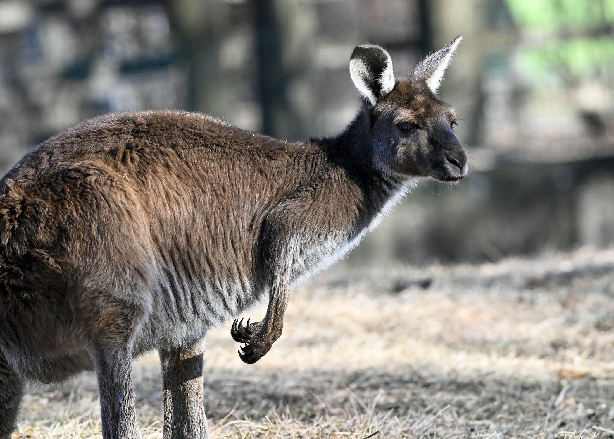 Western Gray Kangaroo | Animals at Brookfield Zoo Chicago