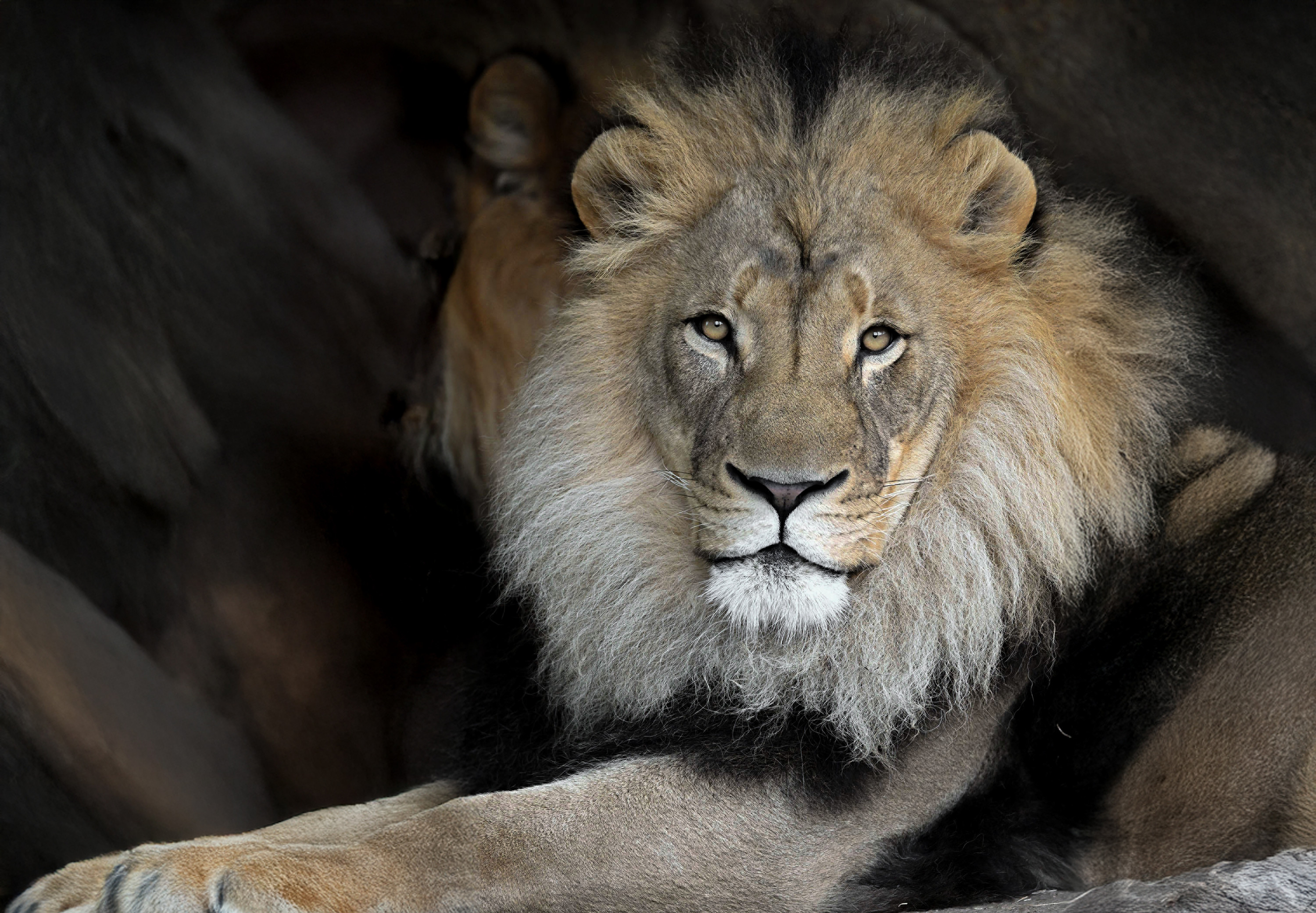 African Lion | Animals at Brookfield Zoo Chicago