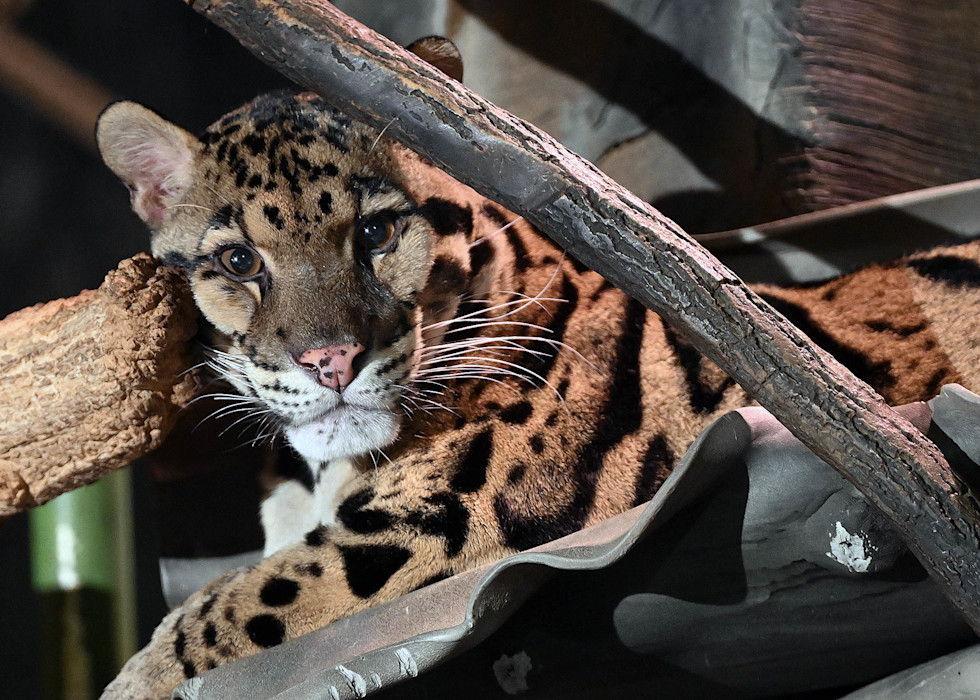 Clouded Leopard | Animals at Brookfield Zoo Chicago
