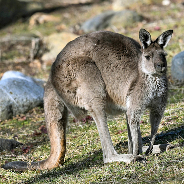 Western Gray Kangaroo | Animals at Brookfield Zoo Chicago