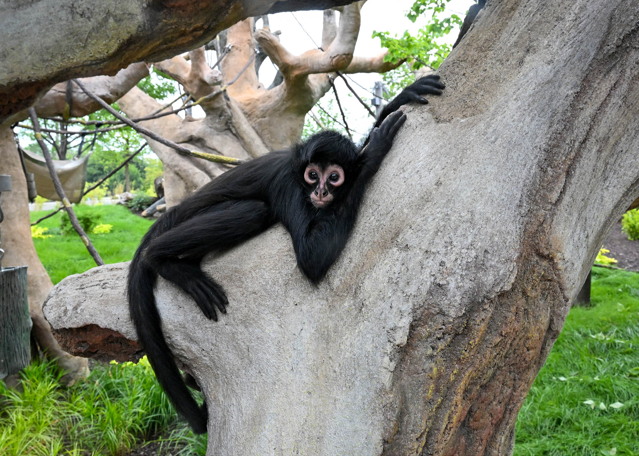 Brookfield Zoo Chicago - Connect. Care. Conserve.