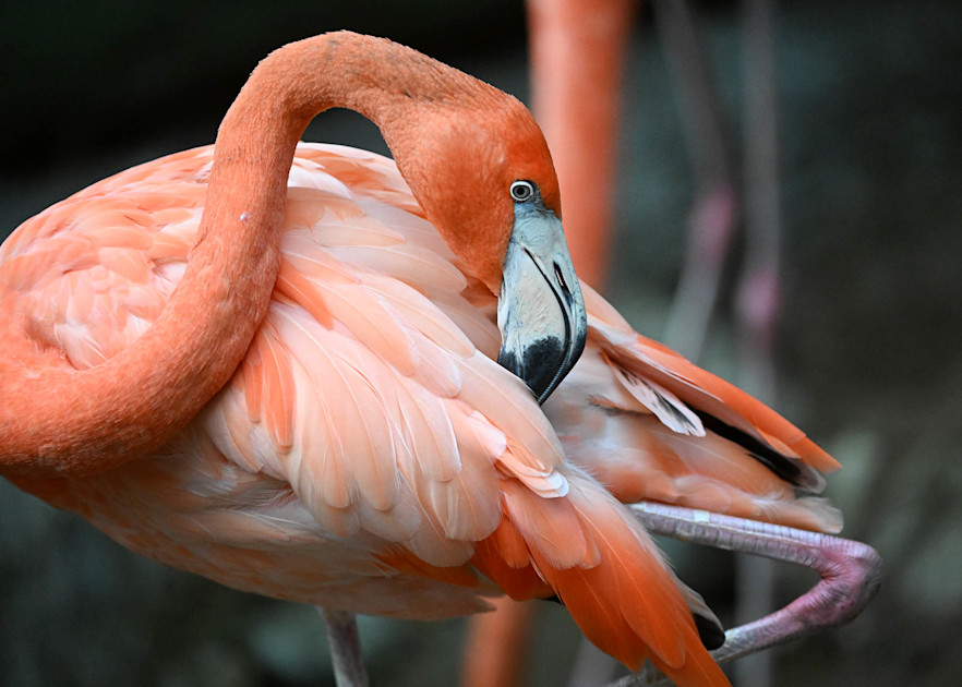 Download Our Mobile App | Brookfield Zoo Chicago