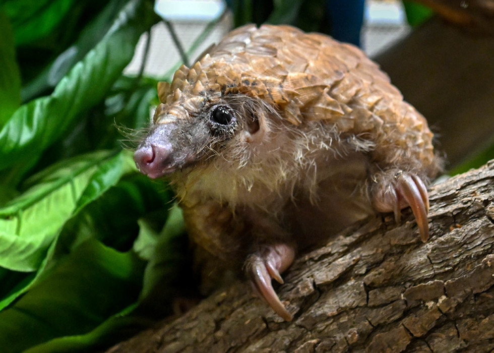 Stories: Saving Pangolins Against Impossible Odds | Brookfield Zoo Chicago