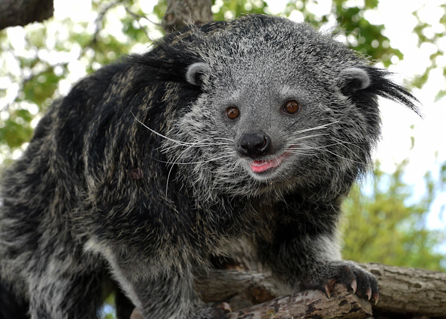 Binturong | Animals at Brookfield Zoo Chicago