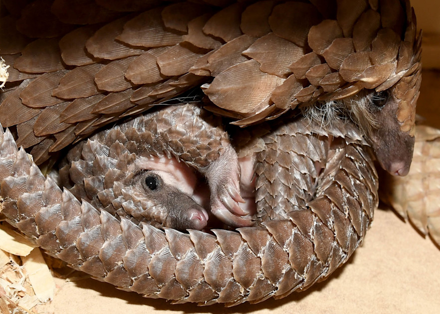 Stories: Saving Pangolins Against Impossible Odds | Brookfield Zoo Chicago