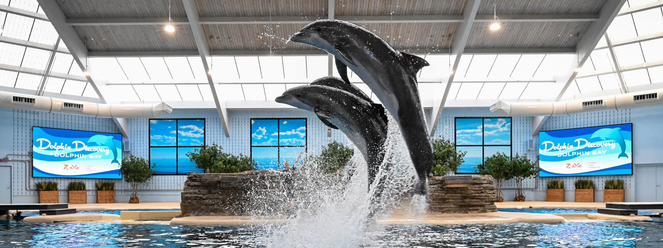 Dolphin Discovery | Things to do at Brookfield Zoo Chicago