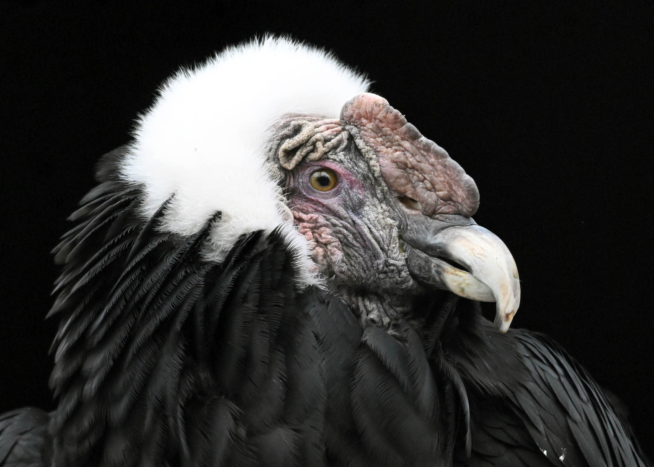 Andean Condor | Animals at Brookfield Zoo Chicago