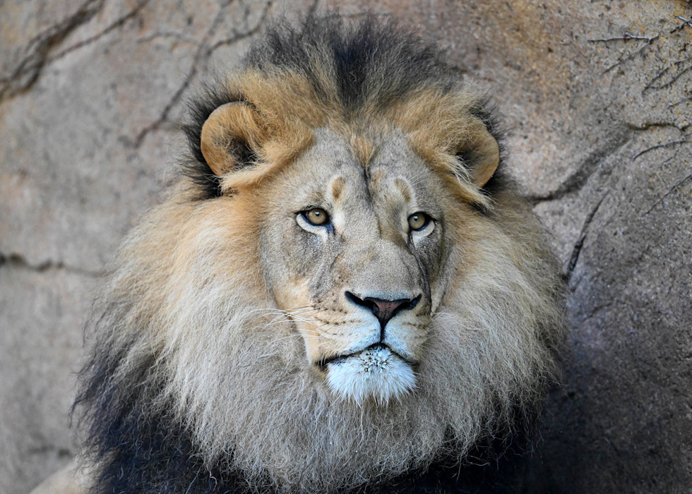 African Lion | Animals at Brookfield Zoo Chicago