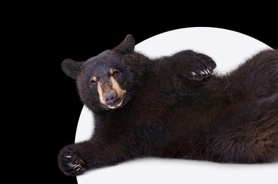 Employee Partner Program | TELUS