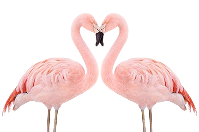 Employee Partner Program | TELUS