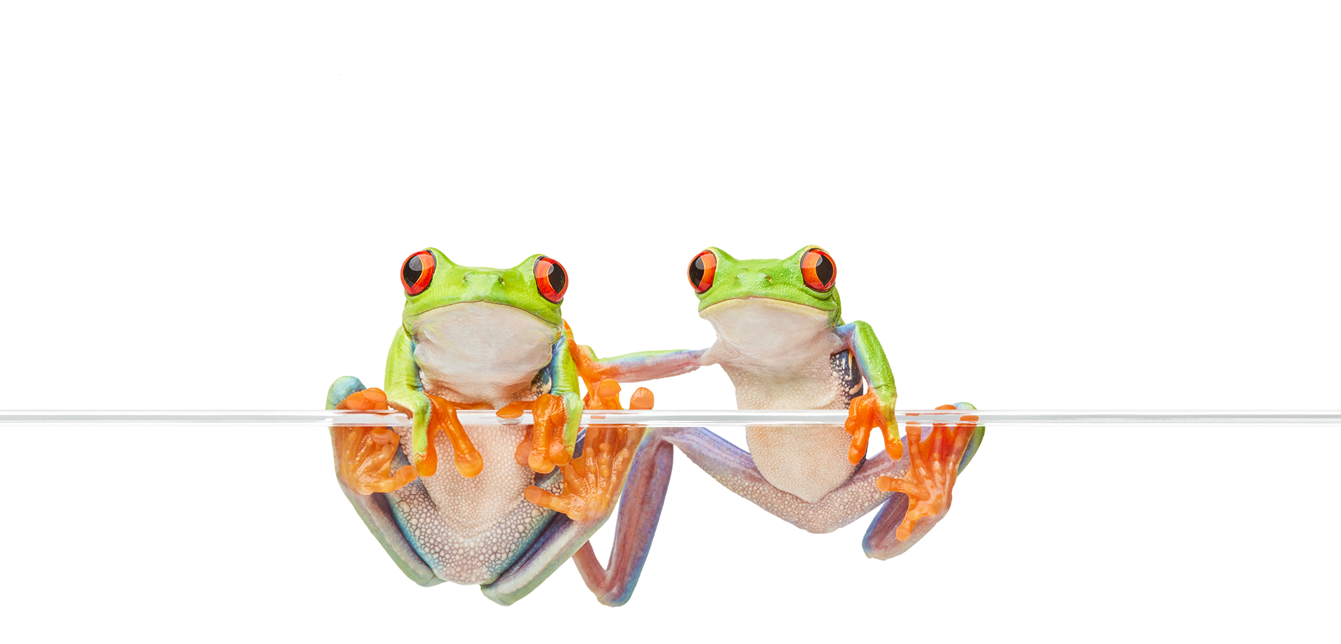 Employee Partner Program | TELUS