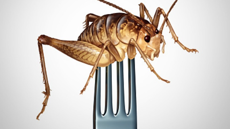 Chitin’s health benefits—should your patients add insects to their diet ...