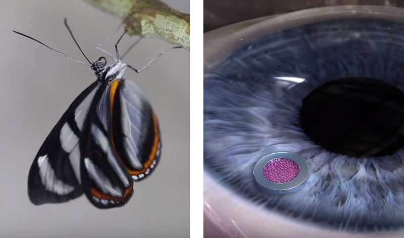 Butterfly's wing inspires nano-material for intraocular glaucoma sensor ...