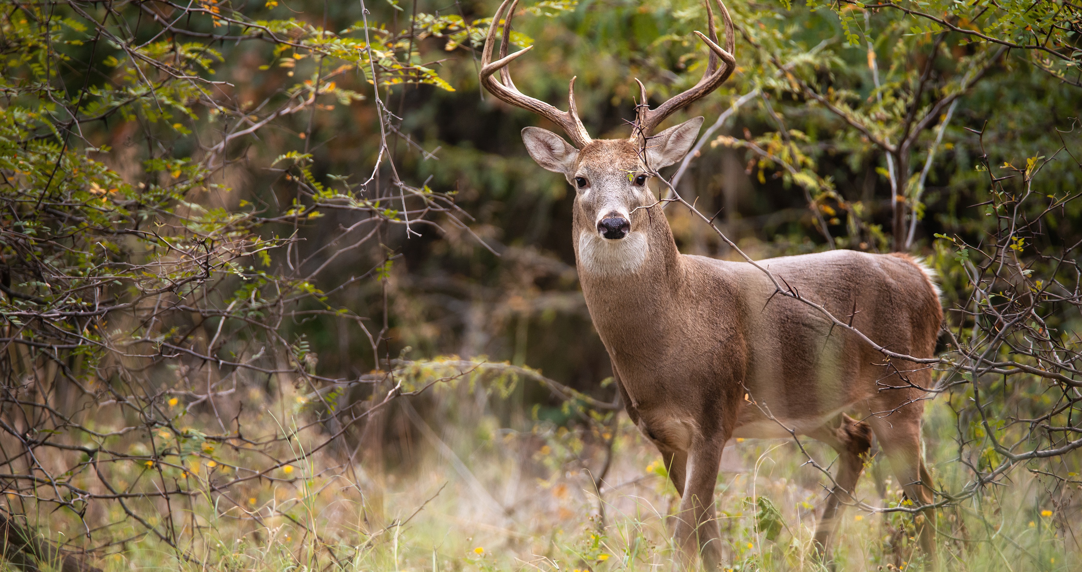 Two men die after eating deer meat infected with Prion disease | MDLinx