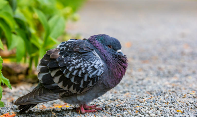 Night bites from pigeon ticks and mites: An underdiagnosed cause of ...