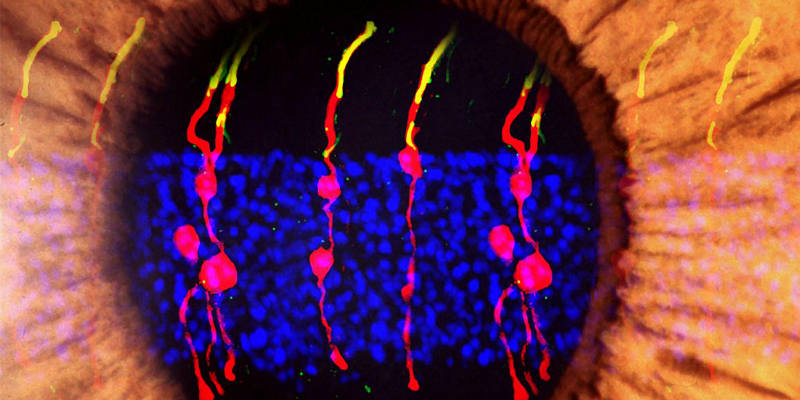 Scientists restore sight in mice and look ahead to human vision | MDLinx
