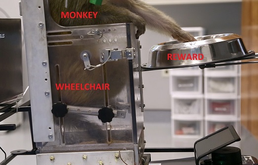 Monkeys use only mind control to drive wheelchairs | MDLinx