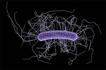 How C. diff Has Rapidly Adapted to Maximize Transmission | CloroxPro